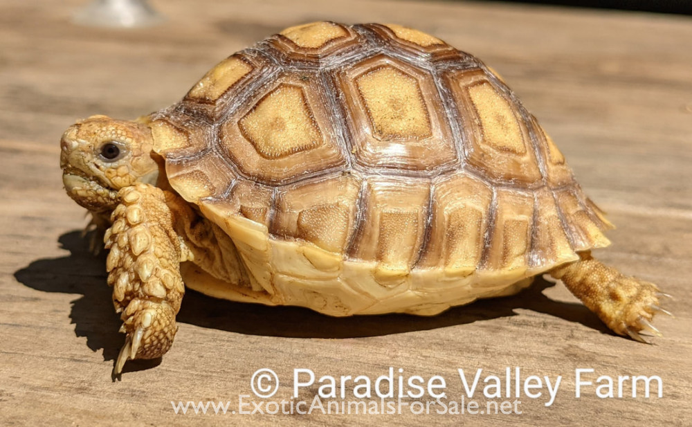 Sulcata Tortoise for Sale