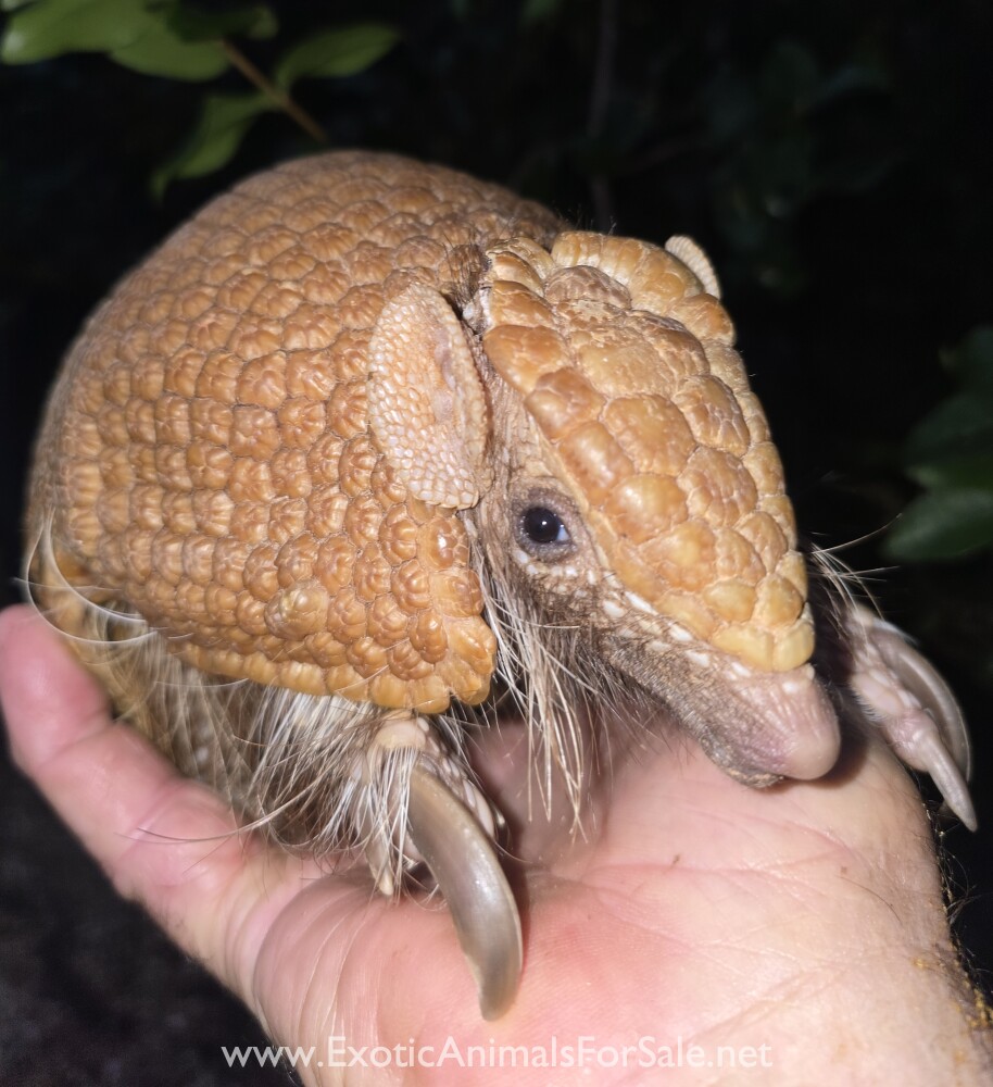 THREE BANDED ARMADILLO AMBASSADOR -CAPTIVE BRED AND HAND RAISED for Sale