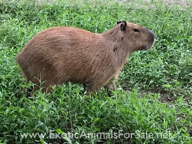 Two male 1 year old Capybaras for Sale