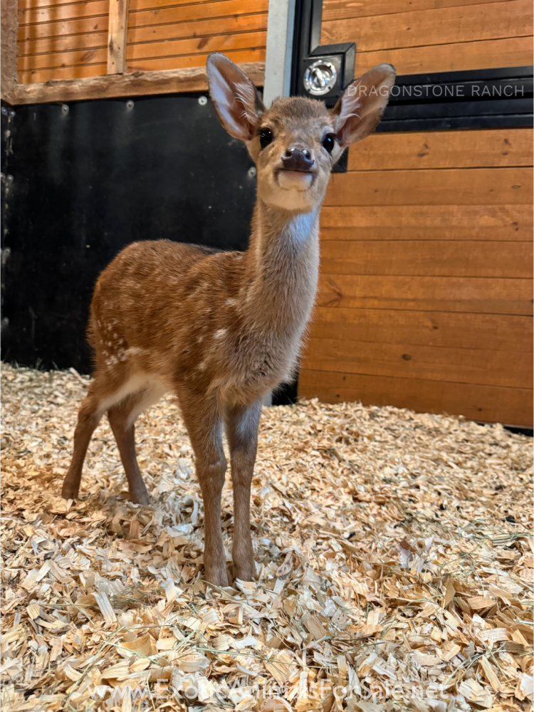 Deer For Sale