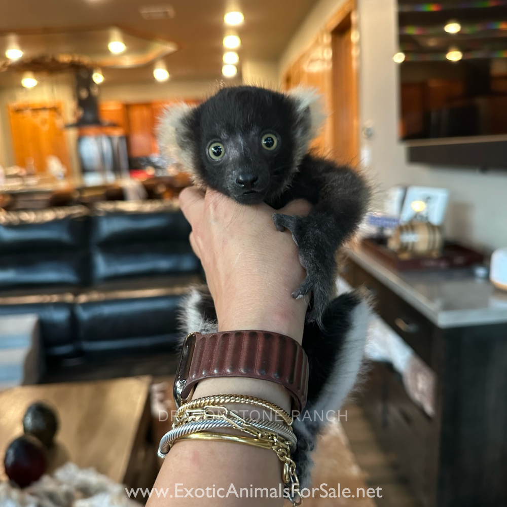 Baby Ruffed Lemurs for Sale