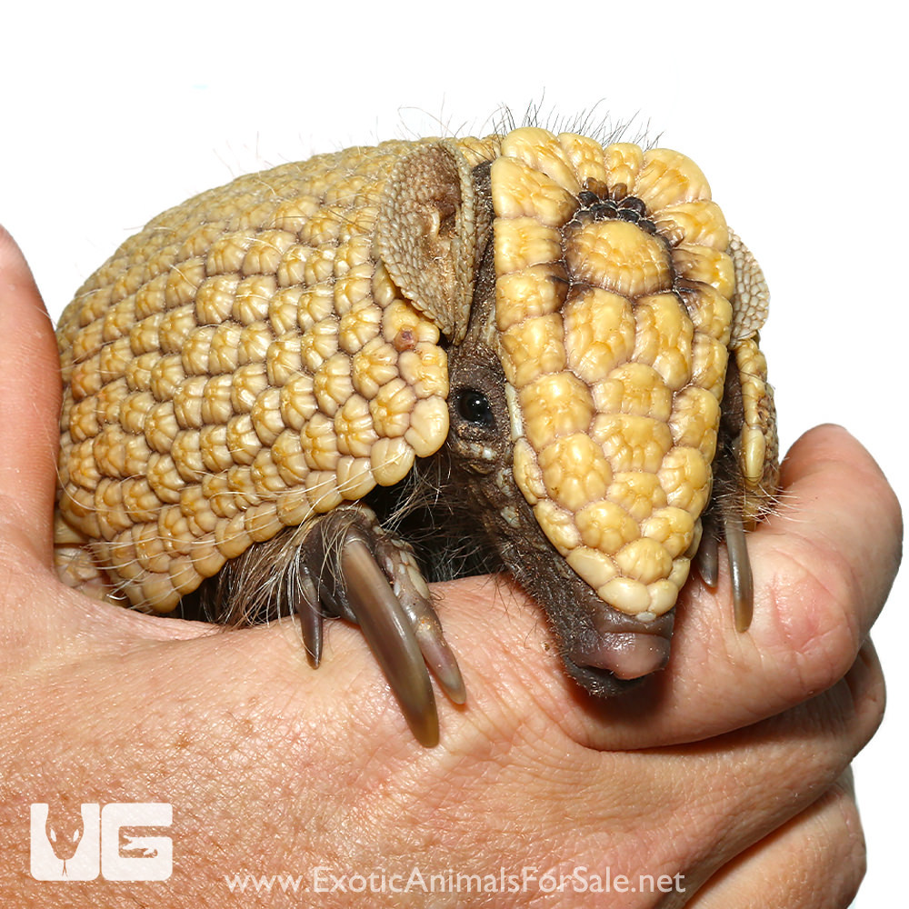 Three Banded Armadillo #1 - Exact Animal In Photo for Sale