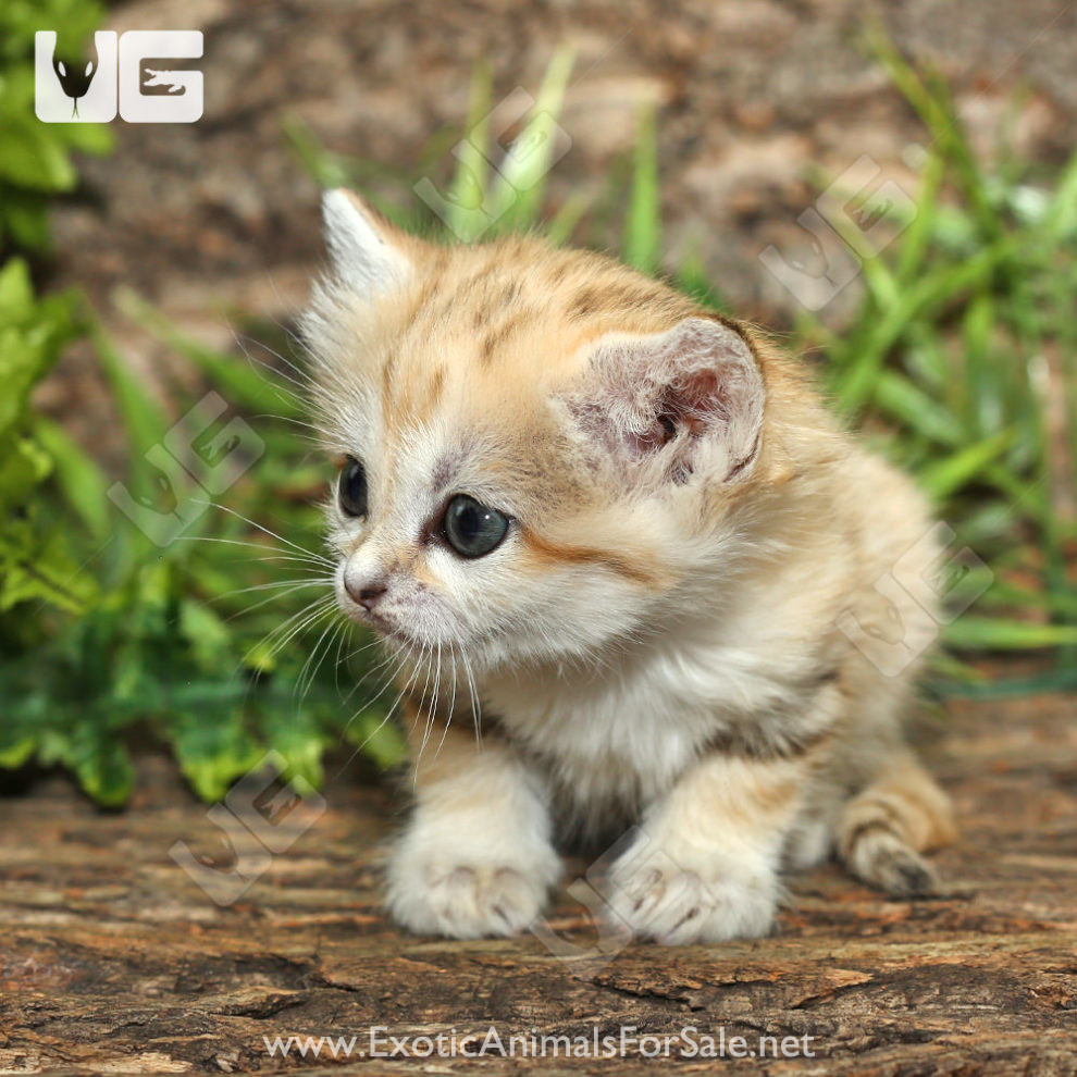 Sand Cat Kitten-Born 10/13 for Sale