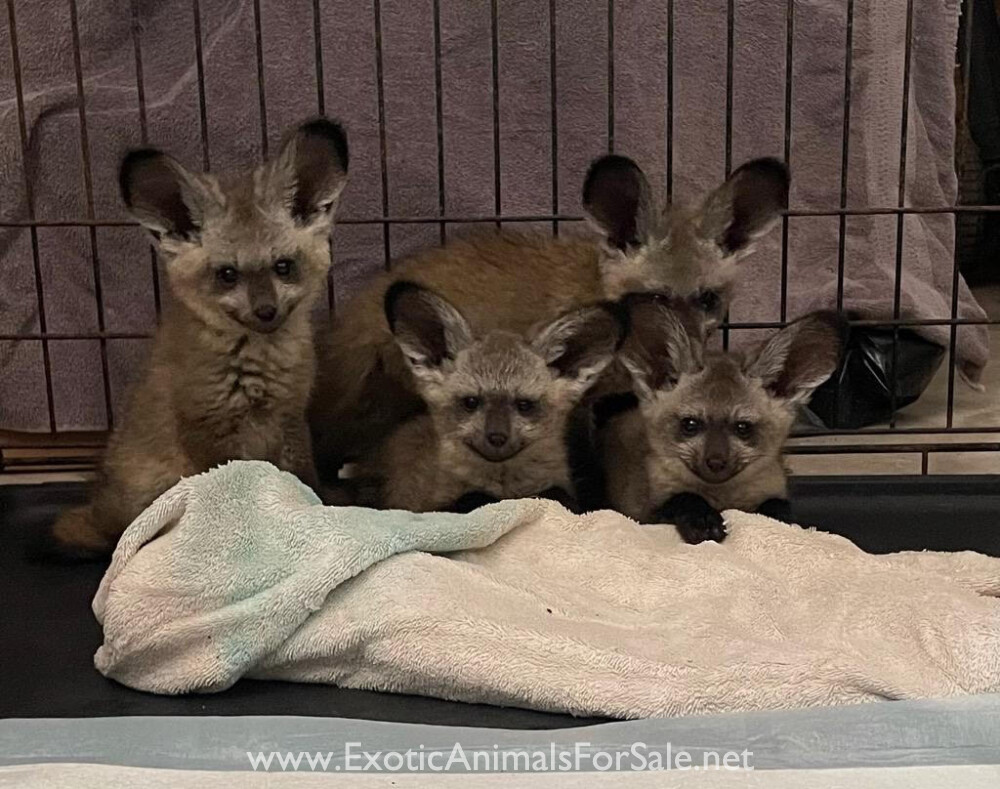 3.1 Bat Eared Fox pups for Sale