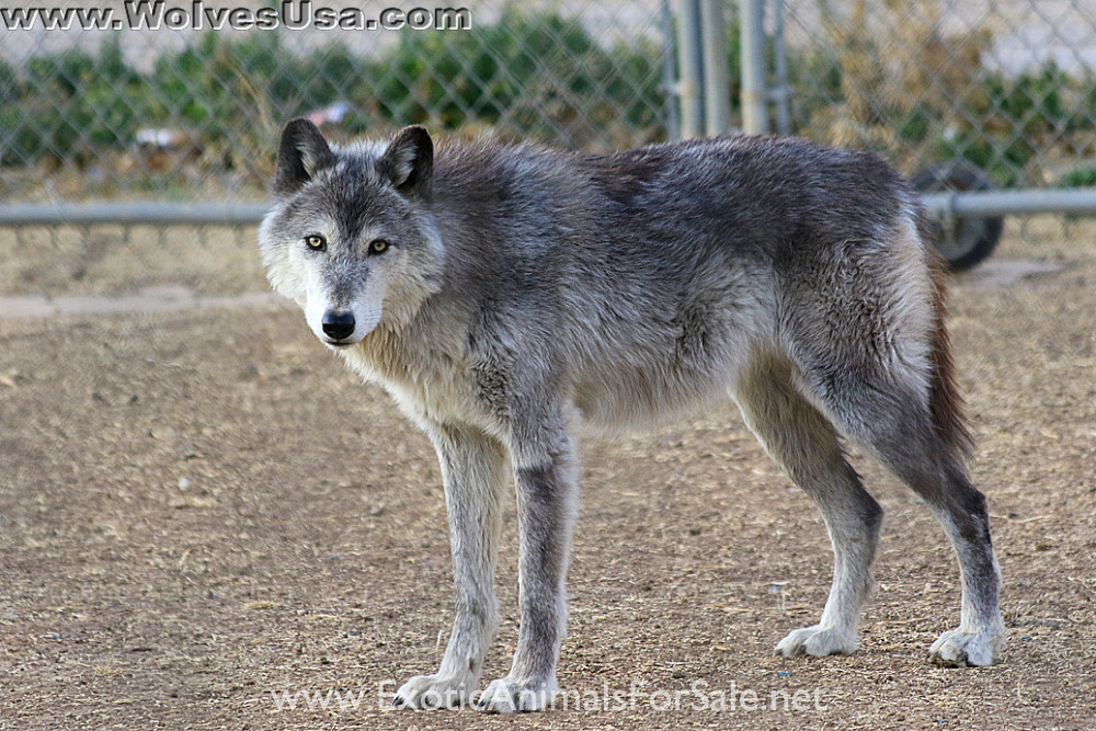 "WOLF PUPS" for Sale