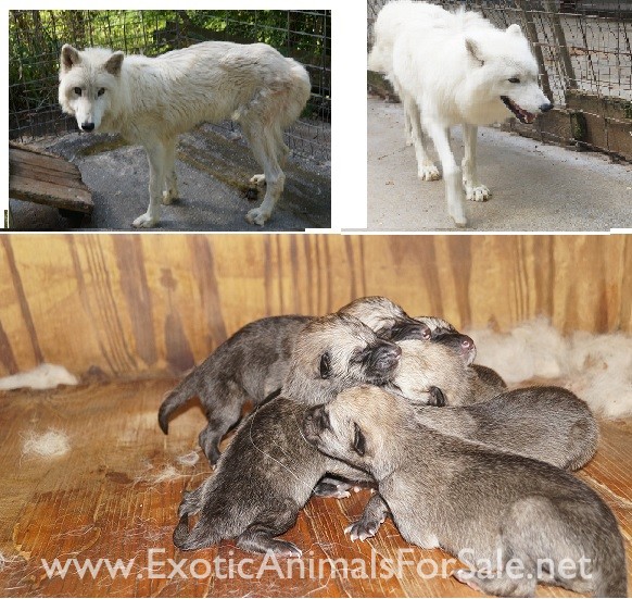 Rare White Arctic Wolf Dog Pups for Sale