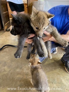 High Content Wolf/Dog for Sale