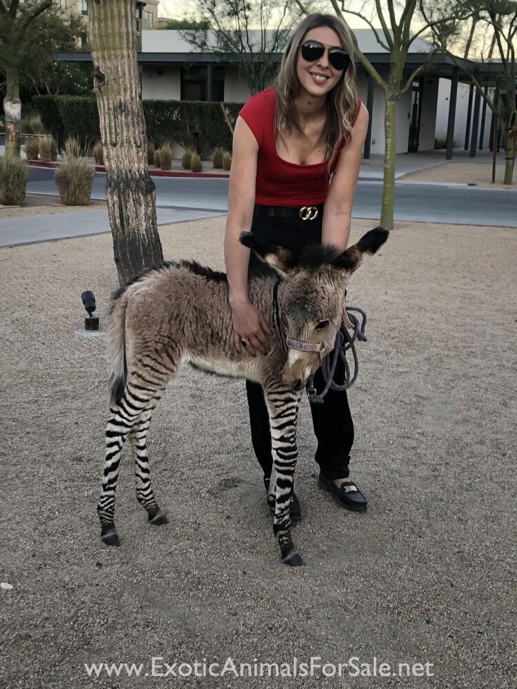 Zebras For Sale