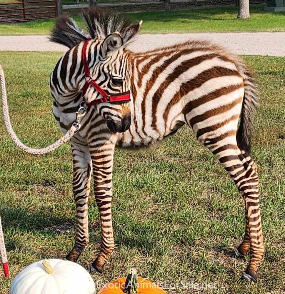 3 month old zebra colt *SOLD* for Sale